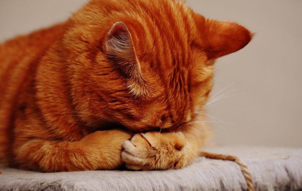 7 Sintomas que podem indicar que o seu gato está doente – Trela Solta