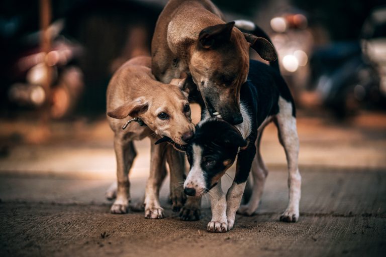 Raiva Canina: o que é, sintomas e prevenção – Trela Solta