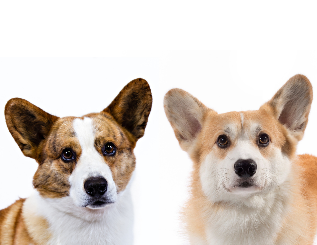 Welsh Corgi - Descobre tudo sobre a raça – Trela Solta