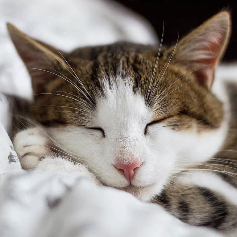 Torna-te Zoowi - Torna-te cuidador de animais | Zoowish